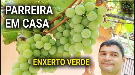Parreira Em Casa Colheita E Enxerto Verde Ainda Da Tempo YouTube