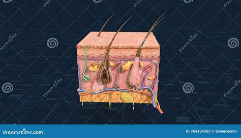 Anatomie Van De Huid Met De Epidermis Dermis En Het Subcutane Weefsel