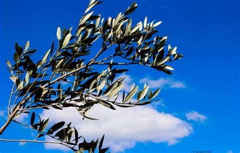 Perch Si Usa L Ulivo Nella Domenica Delle Palme