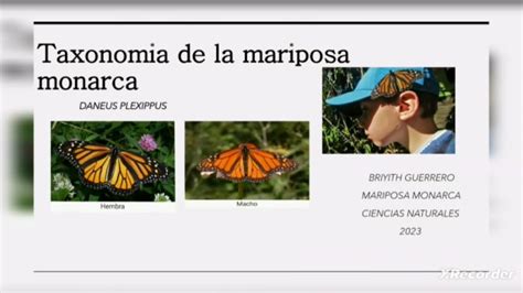 Taxonom A De La Mariposa Monarca Daneus Plexippus Grado Noveno Alex