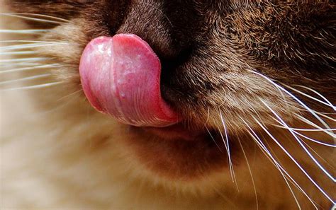 Por qué mi gato lame y muerde a mi otro gato Explicación y soluciones