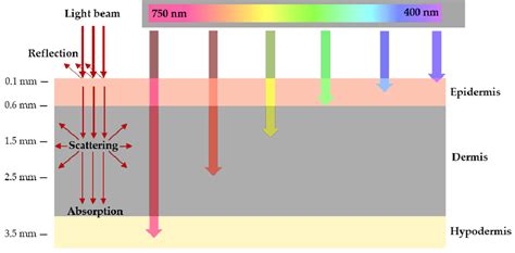 Schematic Representation Of Wavelength Dependent Light Penetration Into