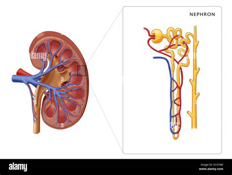 Images Urogenital Systems Basic Human Anatomy