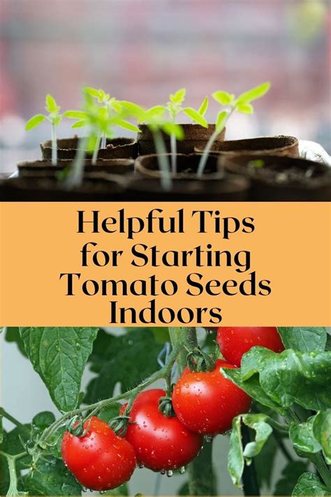 10 Best Tomato Seed Starting Tips Garden Down South Tomato Seed