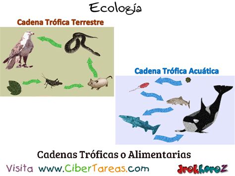Cadenas Tróficas o Cadenas Alimentarias Ecología CiberTareas