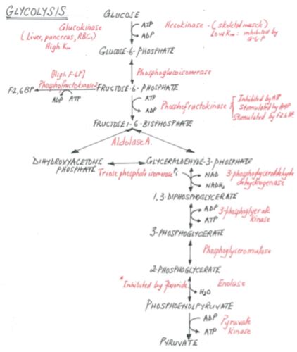 Metabolic Pathways Flashcards Quizlet