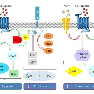 Schematic Representation Of The Intracellular Signaling Pathways