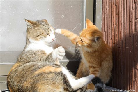 yk弓良家支援者 on Twitter RT nekoiroiro 親子あそび ねこ 猫 cat https t co