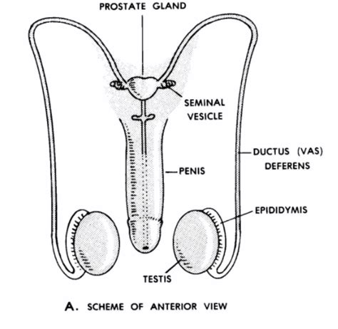 Images Urogenital Systems Basic Human Anatomy