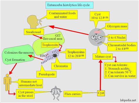 Amoebiasis Entamoeba Histolytica Life Cycle Diagnosis Labpedia Net