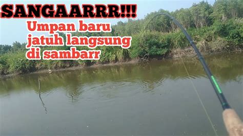 Sangaarrr Umpan Baru Jatuh Langsung Di Sambar Casting Barramundi