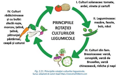 Rotația culturilor de legume Exemple de rotații pentru asolamente