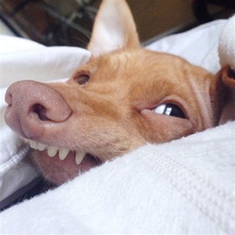 Tuna el perro más feo de internet revoluciona las redes con más de