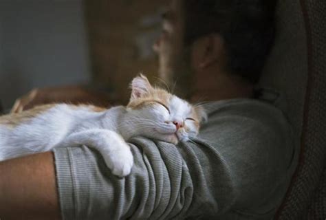 Comment Faire Pour Que Mon Chat M AIME Conseils D Experts