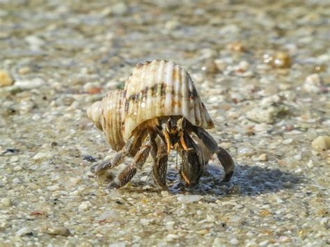 Premium Photo Close Up Of Hermit Crab On Beach