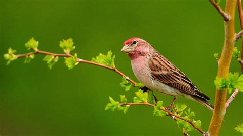 Bird Wallpapers Hd Pixelstalk Net