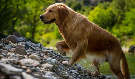 Comment bien choisir des croquettes pour chien hypoallergéniques