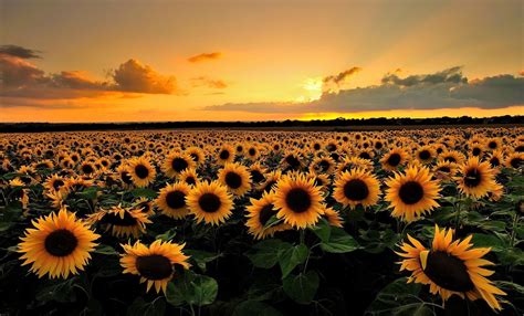 Sunflower Laptop Wallpapers Top Những Hình Ảnh Đẹp