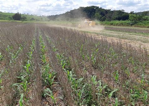 Sistema Antecipe Diminui Riscos De Plantio Para Milho Safrinha