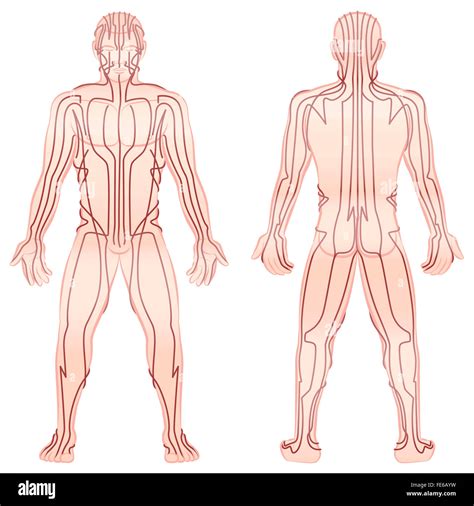 Los Principales Meridianos Del Ser Humano Energia Del Cuerpo The Best