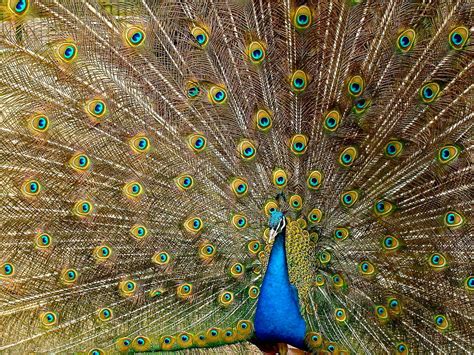 El Pavo Real Ángel ave de la alquimia la psicodelia y las visiones