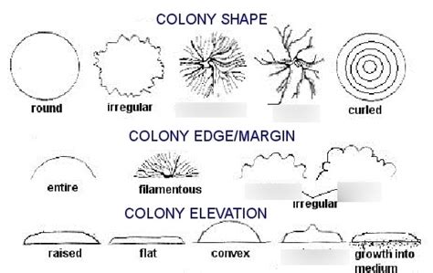 Practical One Streak Plates And Colony Morphology Diagram Quizlet