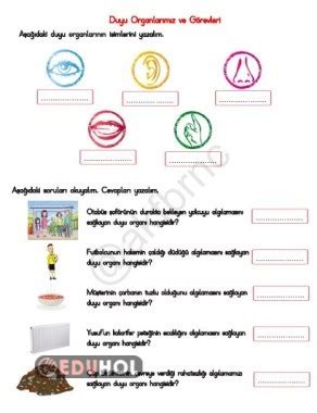 Duyu Organlarımız Ve Görevleri Eduhol Etkinlik İndir Oyun Oyna
