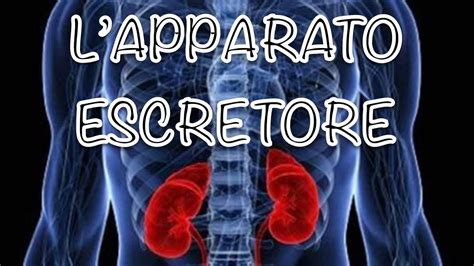 Apparato Escretore Escrezione Reni Urina YouTube