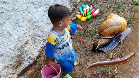 Wow Menemukan Keong Bekicot Luwing Kaki Seribu Siput Kepiting Cangkang