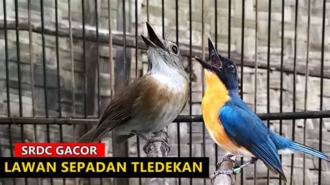 SUARA SRDC BALI FULL GACOR Masteran Tledekan Gunung Sulingan Bakau
