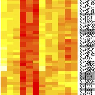 Heat Map Summarizing The Expression Profile Of All Genes Of V Fischeri