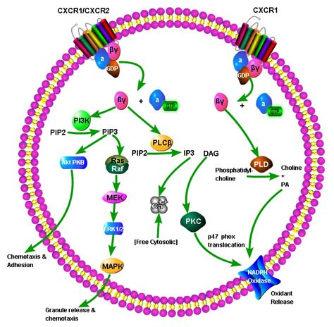 Chemokine Signaling Pathway