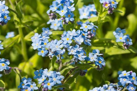 Flor Azul De La Nomeolvides Aislada En Blanco Imagen De Archivo
