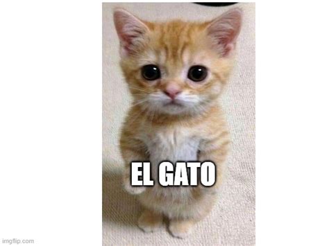 El Gato Imgflip