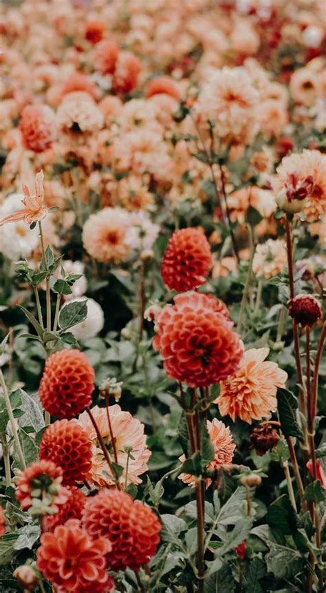 Fall Flowers Iphone Wallpapers Wallpapersafari