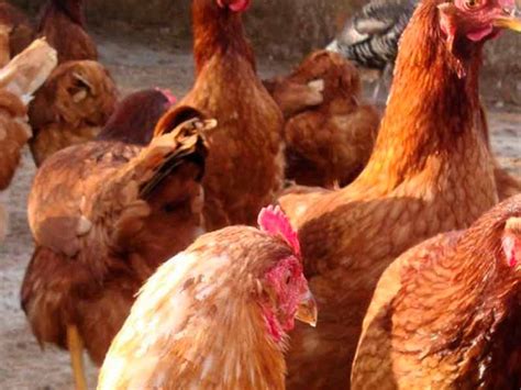 Curso Online De Avicultura Convi Rtete En Un Experto En Cr A De Aves