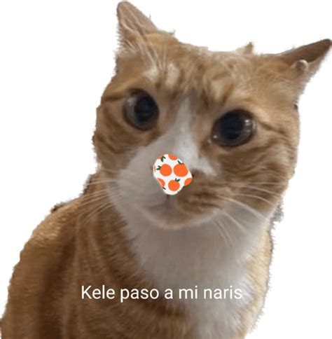 Gato De Lee Know De Skz Sticker Gato De Lee Know De Skz Descubre Y
