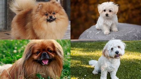 Fino Köpek Türleri ve Özellikleri