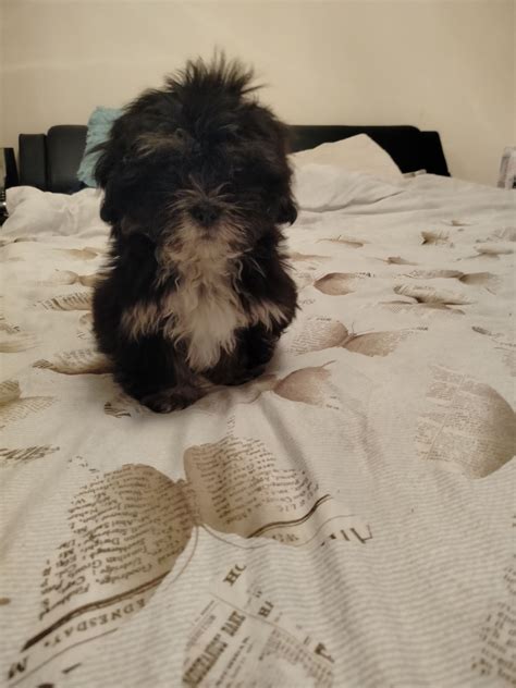 Piesek Shih Tzu Szczeniak Pies Sucha OLX Pl