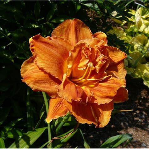 Hemerocallis Doublelicious Liliowiec Rośliny od Ogrodnika Szkółka