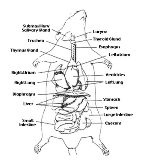 Investigation Rat Dissection Anatomy Flashcards Dissection Anatomy