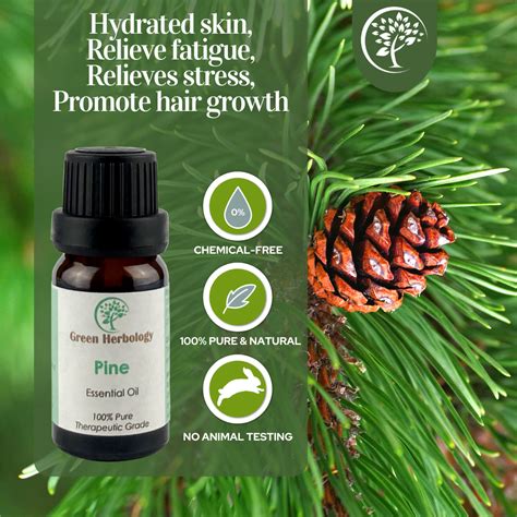 Pine Essential Oil Benefits Uses Of Uplifting And