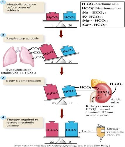 Chapter Fluids And Electrolytes Acids Base Balance Flashcards Quizlet