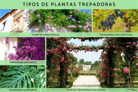 25 plantas trepadoras Nombres características y fotos
