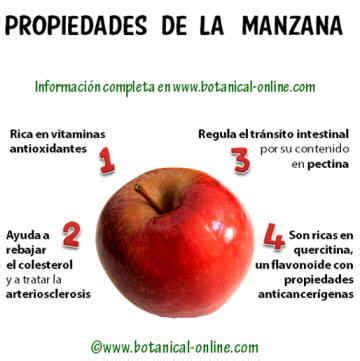 Introducir 44 Images Manzana Uso Medicinal Viaterra Mx