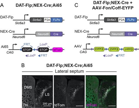 Cre Recombinase The Jackson Laboratory Bioz