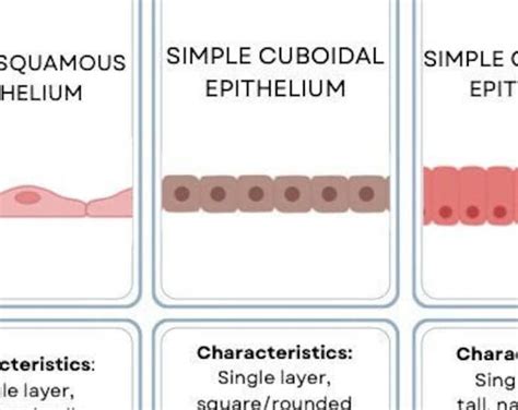Epithelial Tissues Histology Flash Cards Etsy