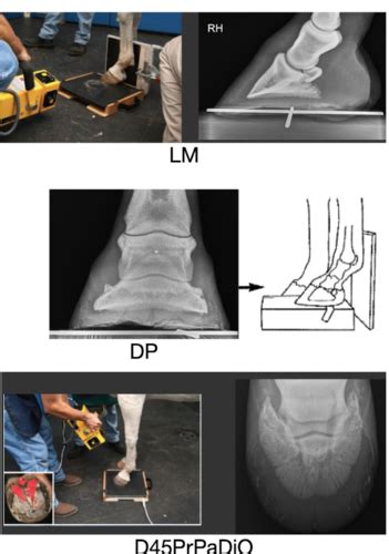 Equine Imaging Flashcards Quizlet
