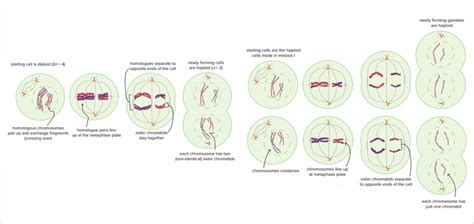 Meiosis Diagram Quizlet
