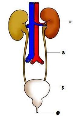 Lesson 6 The Excretory System